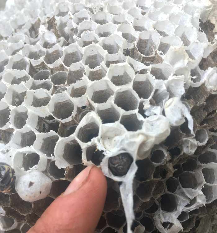 Want to take a look inside the nest of bald-faced hornets? - Tyrant Farms