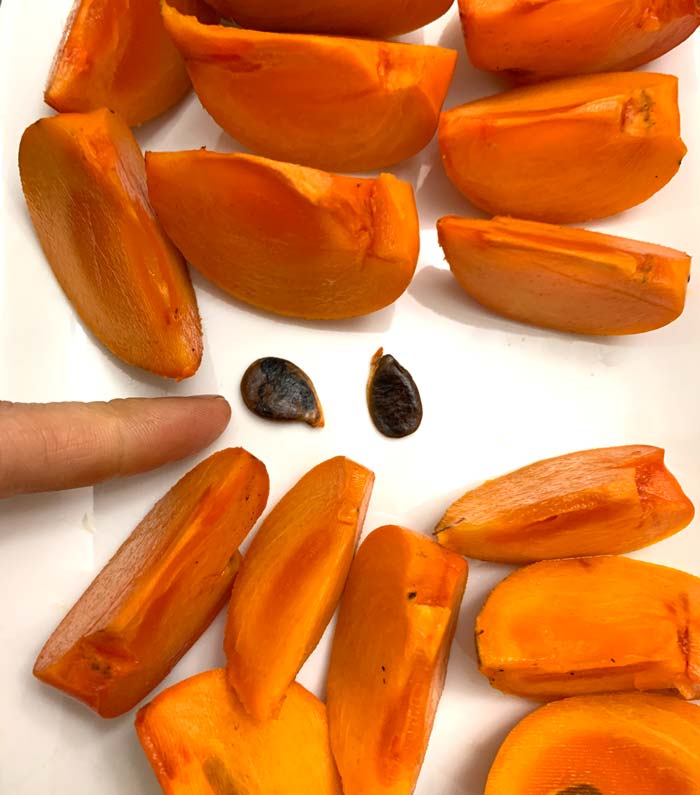 Japanese vs American persimmons: growing, foraging, eating - Tyrant Farms