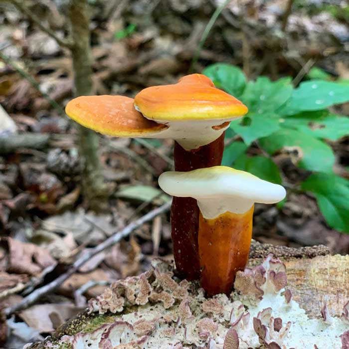 Reishi mushrooms: How to find, ID, & use — with recipe! - Tyrant Farms