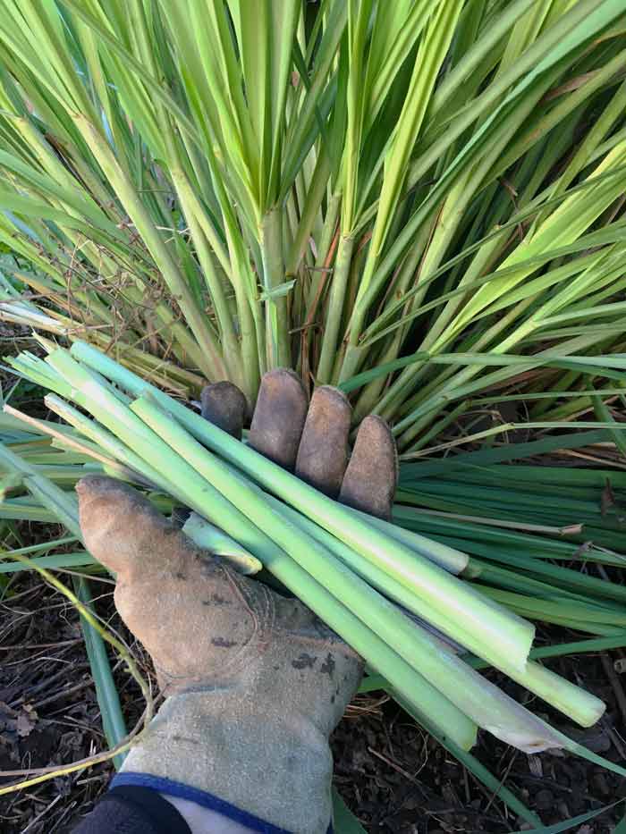 Complete guide: How to grow lemongrass - Tyrant Farms